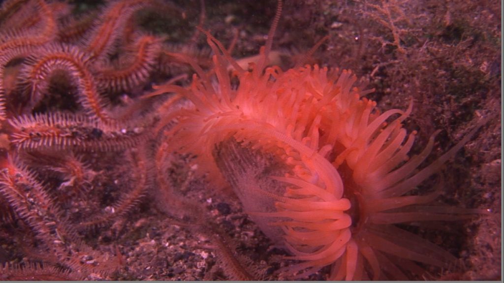 Lochcarron Flame Shells : An Open Letter to Fergus Ewing & MS ...