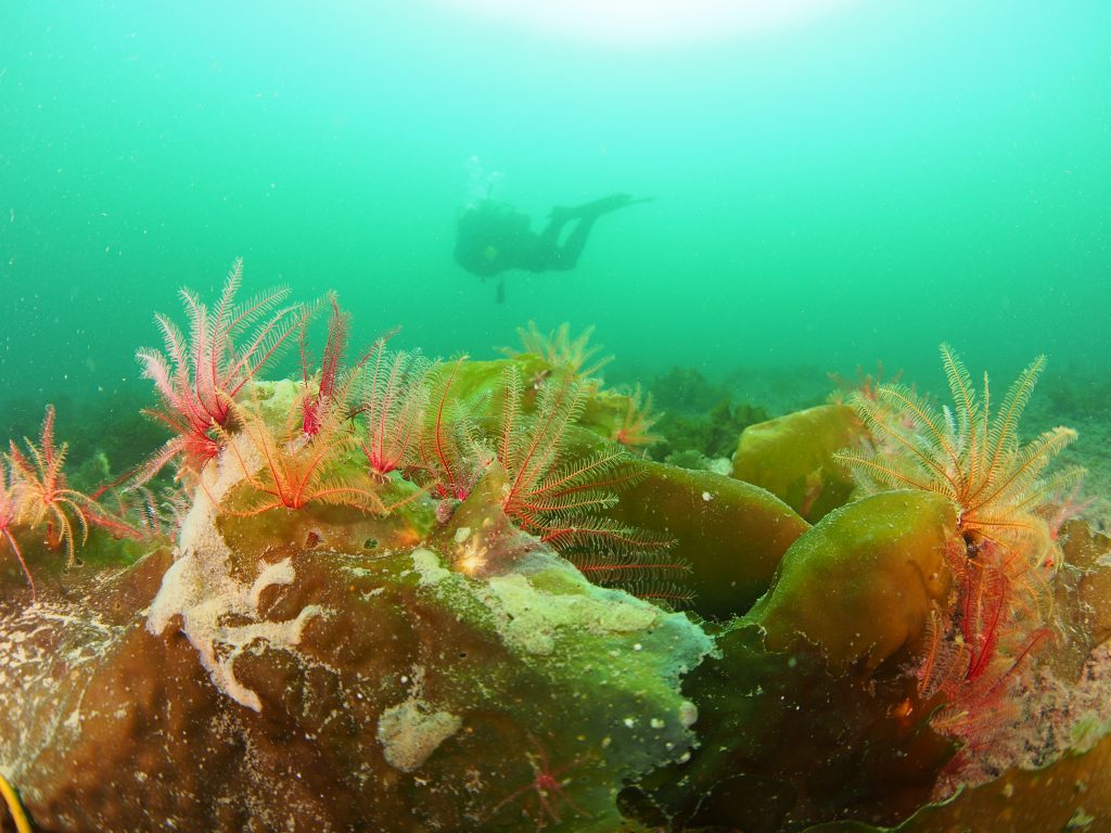 The Blue Hope Alliance - Eyes Under Water in the North West - Sea ...