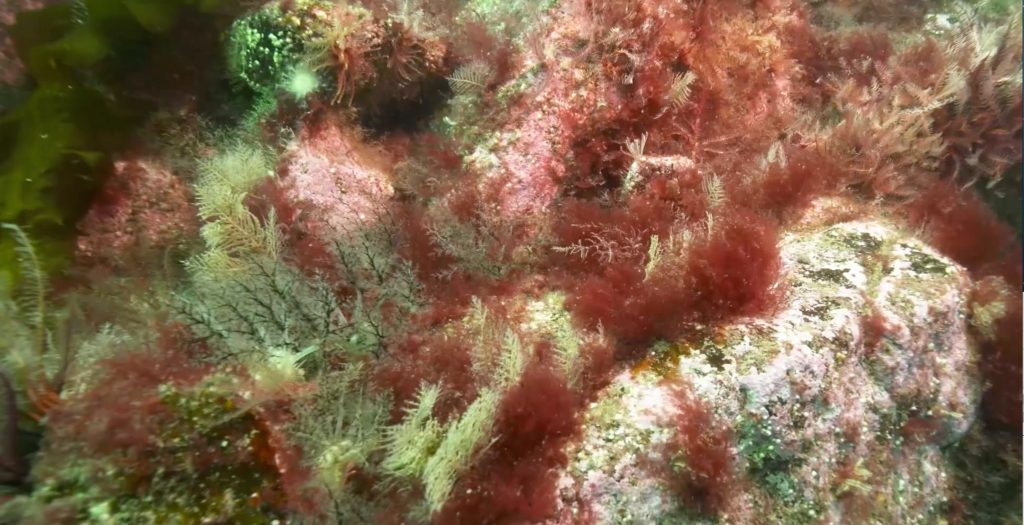 An Underwater Ecosystem & Flowers of the Sea Forest - Sea Change Wester ...