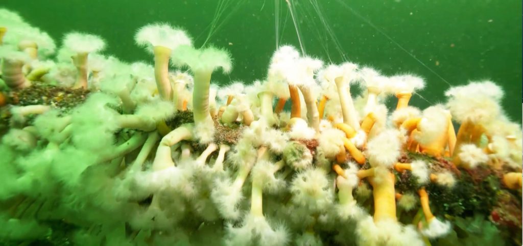 An Underwater Ecosystem & Flowers of the Sea Forest - Sea Change Wester ...