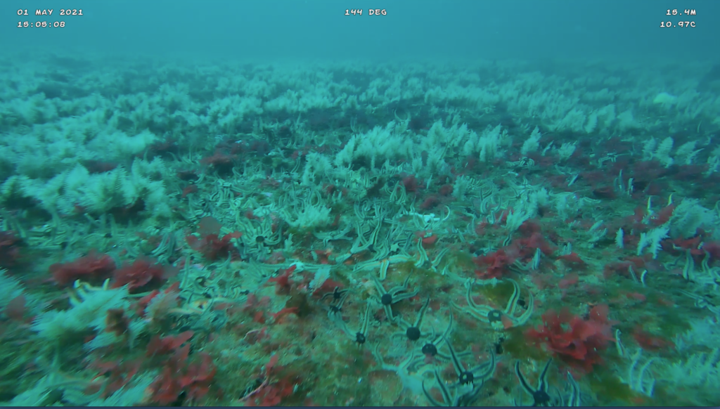 The Blue Hope Alliance - Eyes Under Water in the North West - Sea ...